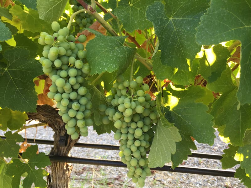 Grapevine Pairidaèza - Welcome To Alain Deloire Website