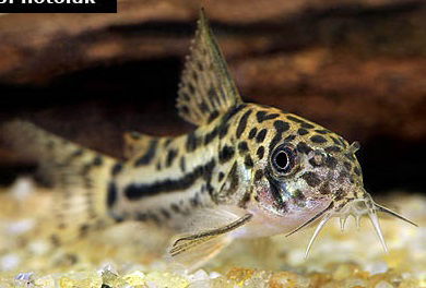 Corydoras - Alex's zebra