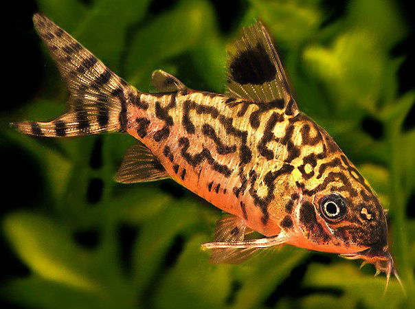 Corydoras - Alex's zebra