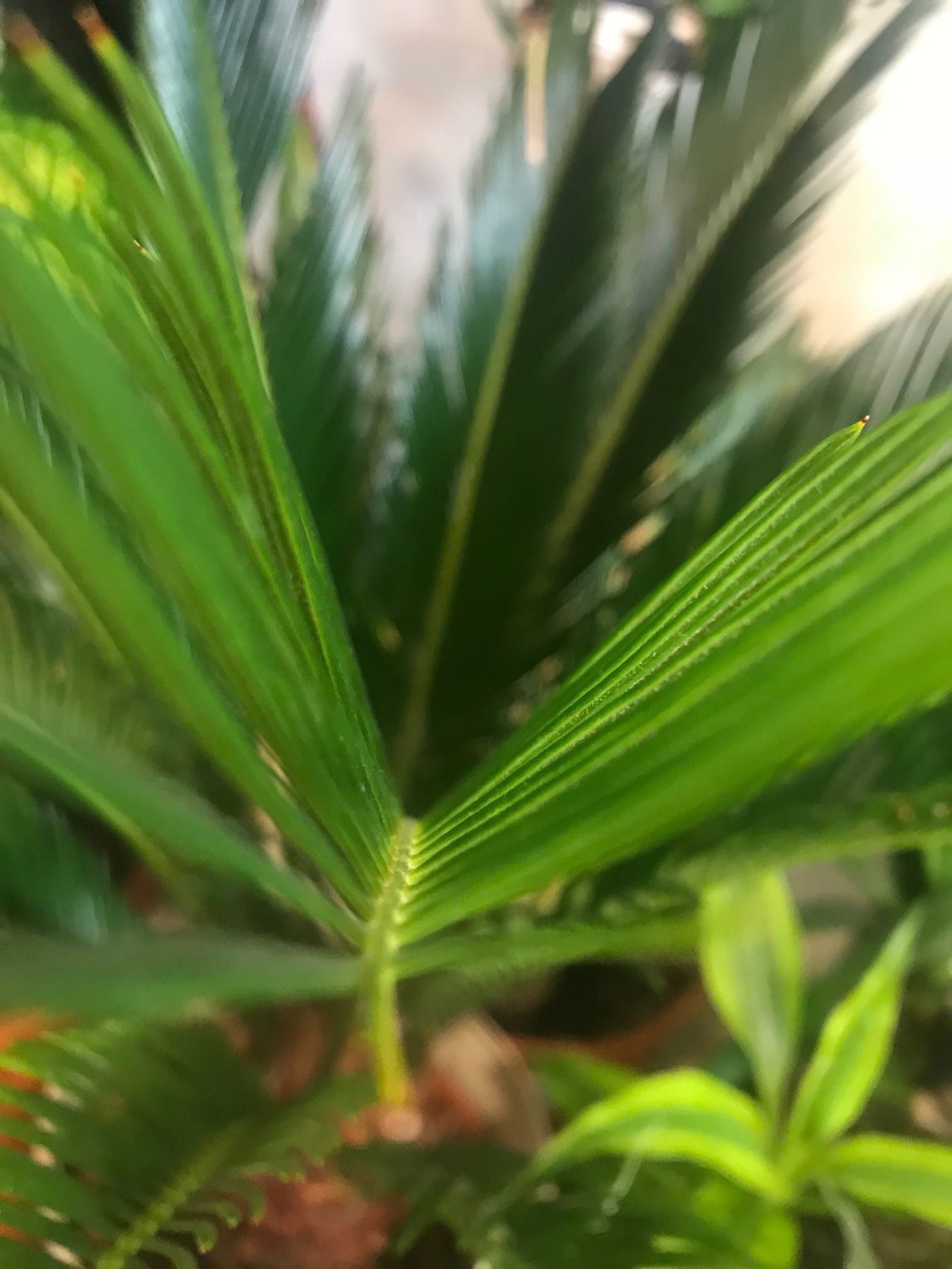 How to Grow Indoor Sago Palms (Cycas Revoluta)