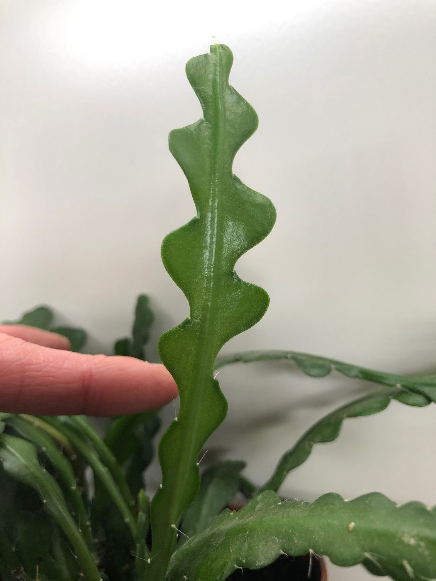 Our ULTIMATE Guide to Fishtail Cacti