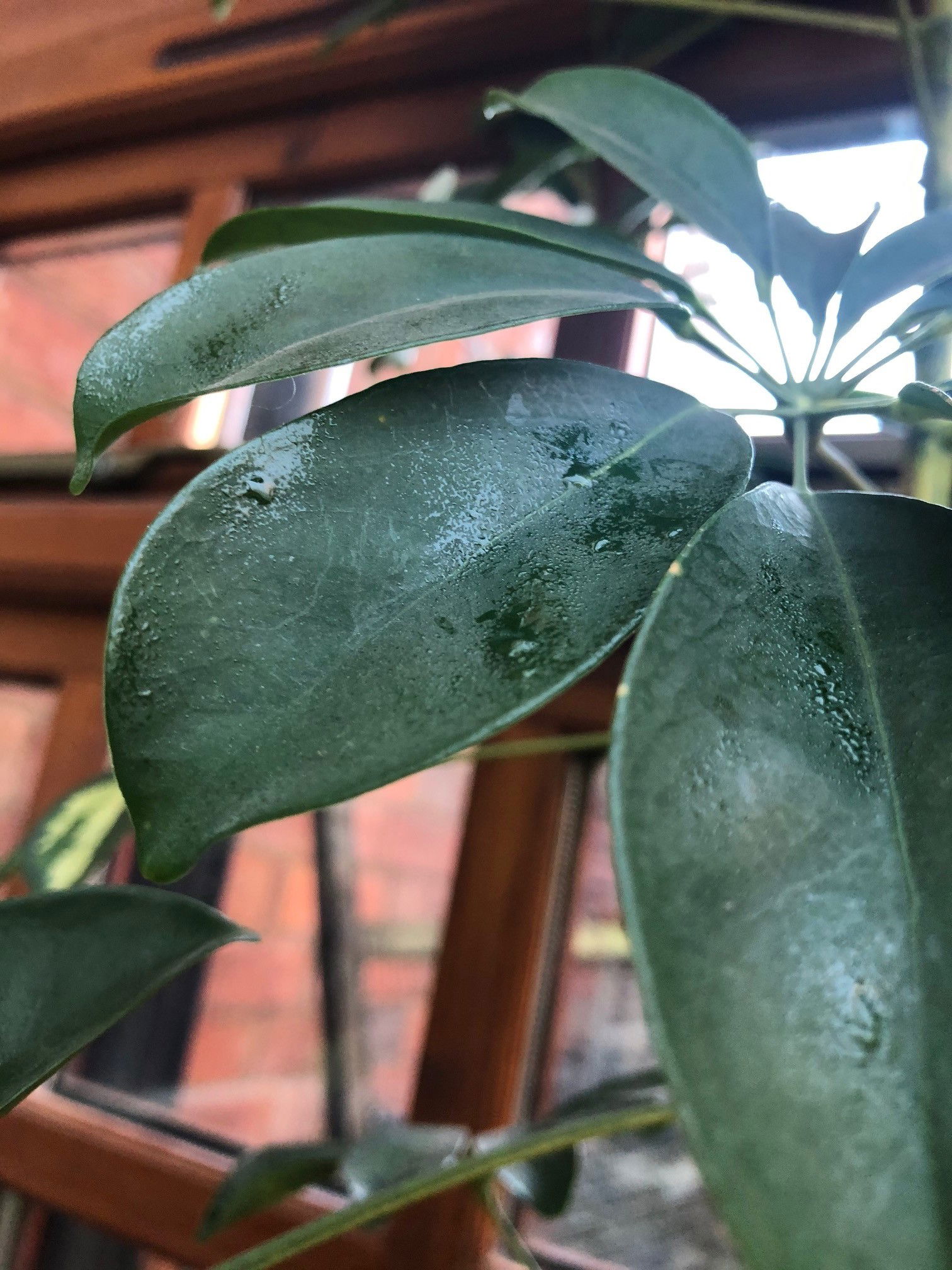 Step-by-Step Guide on Killing Houseplant Scale for GOOD!