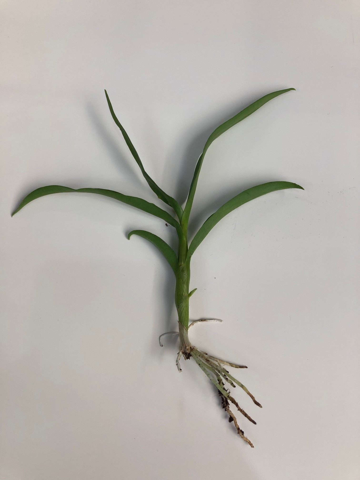 Our ULTIMATE Care Guide for Dendrobiums!