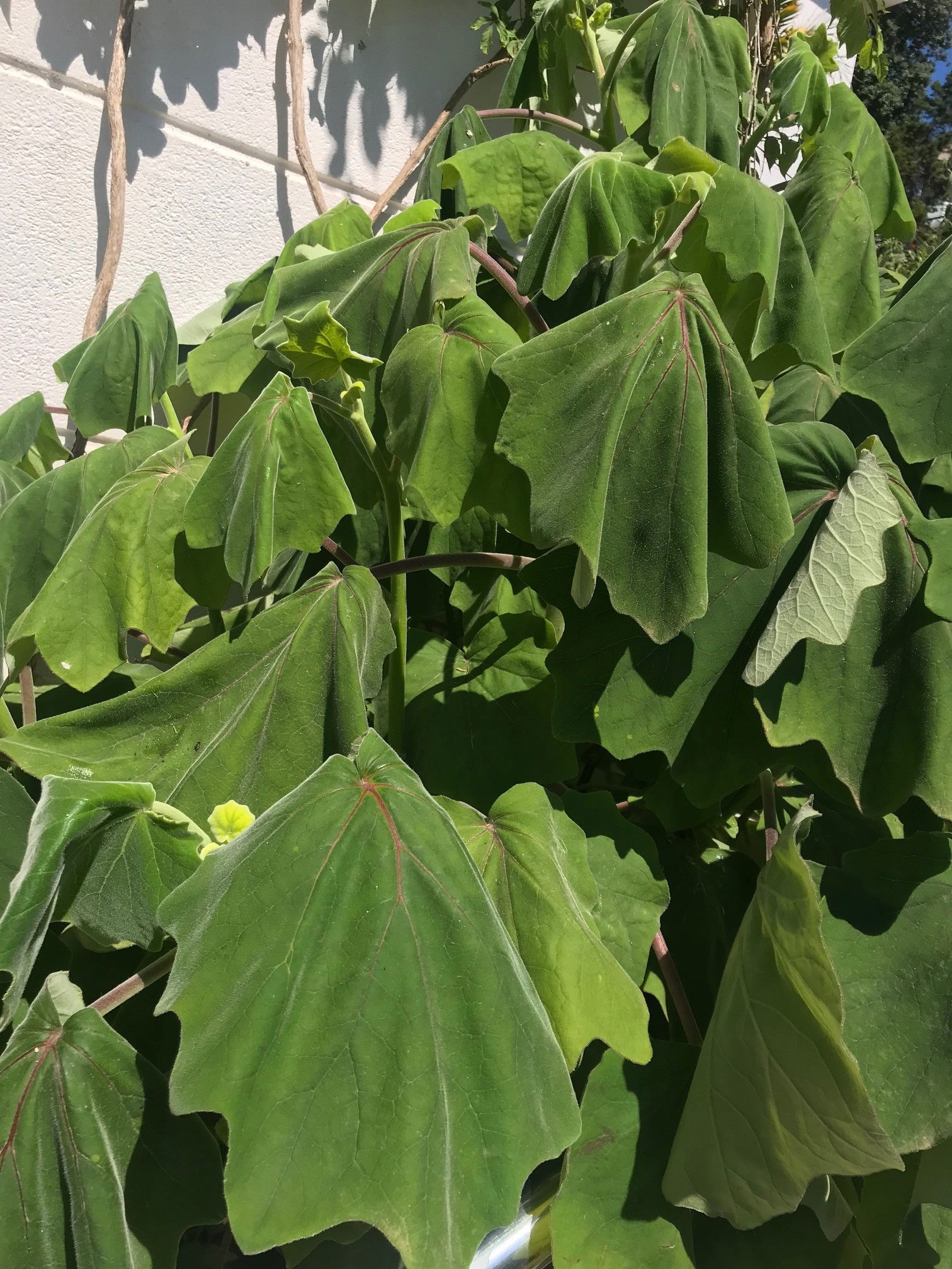 How to Address Houseplant Sun Scorch