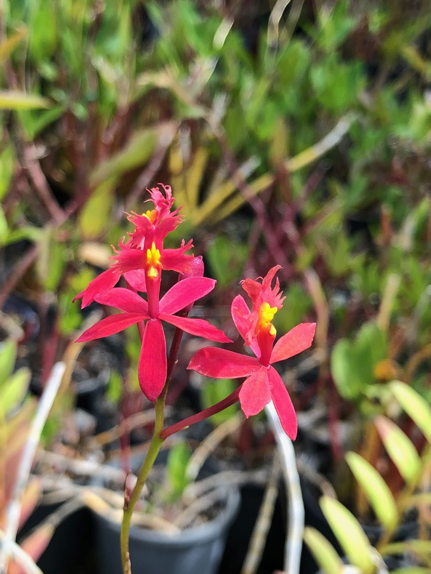 Epidendrums