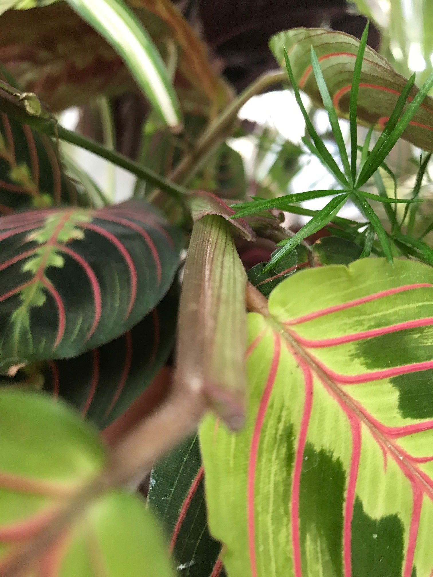 Successfully Growing Maranta (Living/Prayer Plants)
