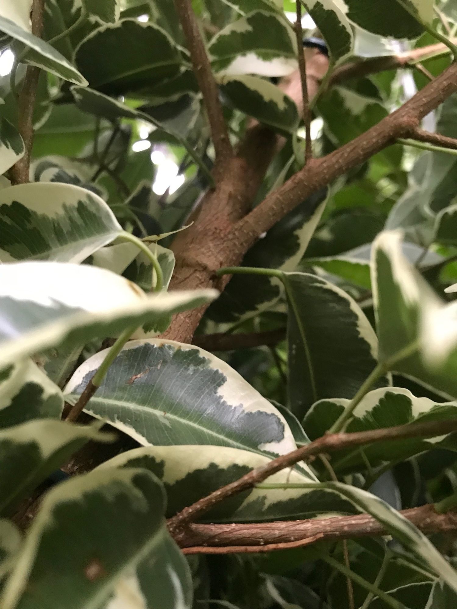Weeping Fig - F. Benjamina