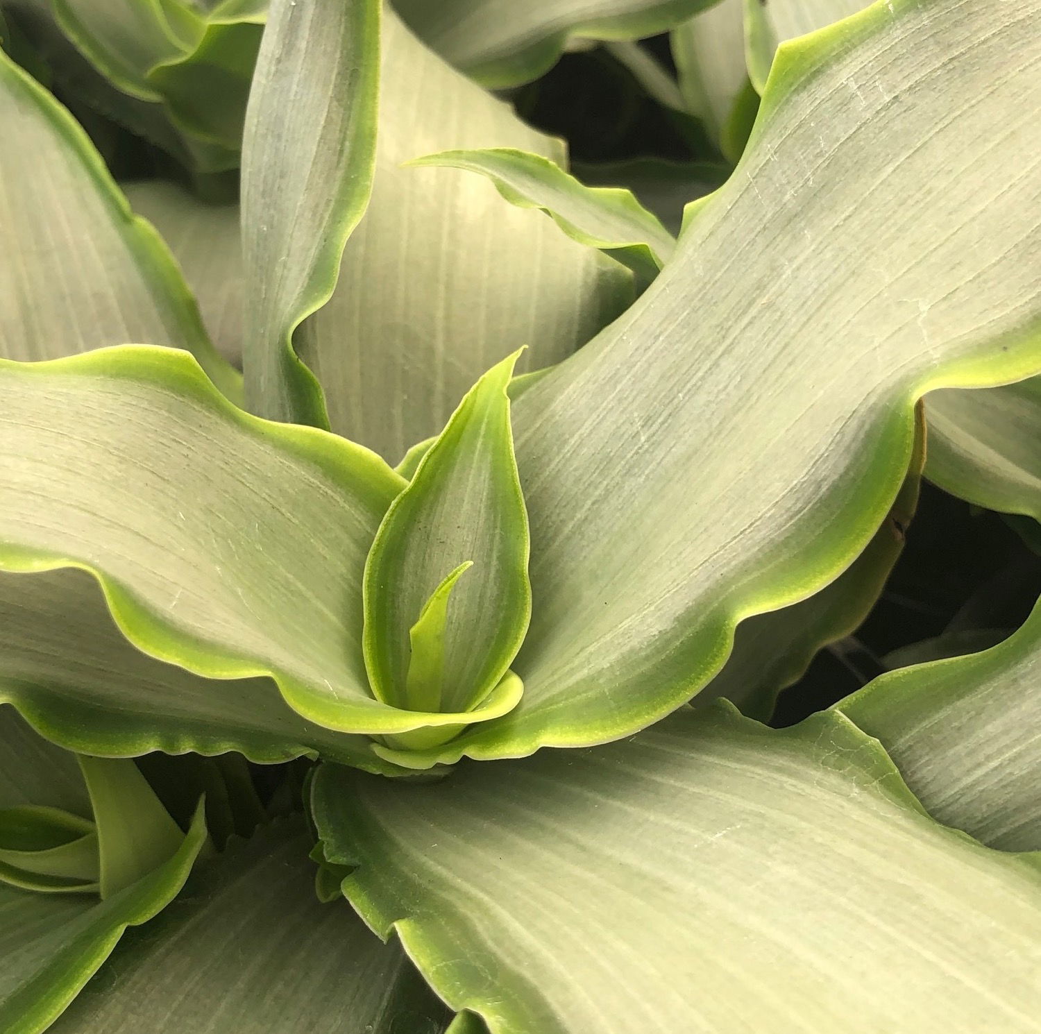 Murdannia 'Bright Star' Care-Guide