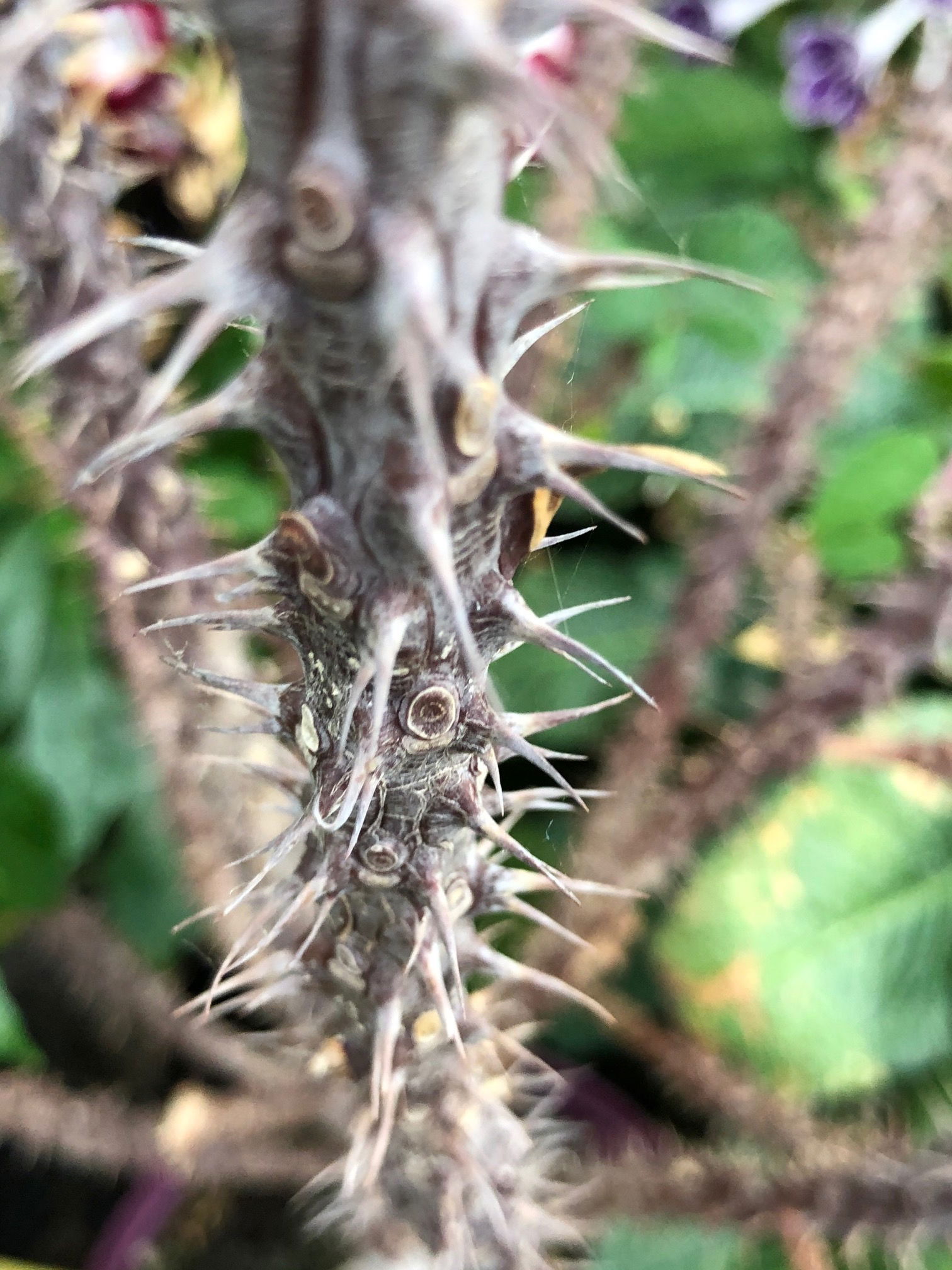 Our TOP TIPS for Crown of Thorns Care! (Euphorbia Milii)