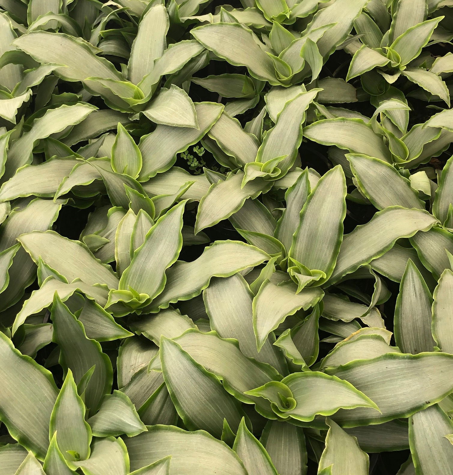 Murdannia 'Bright Star' Care-Guide