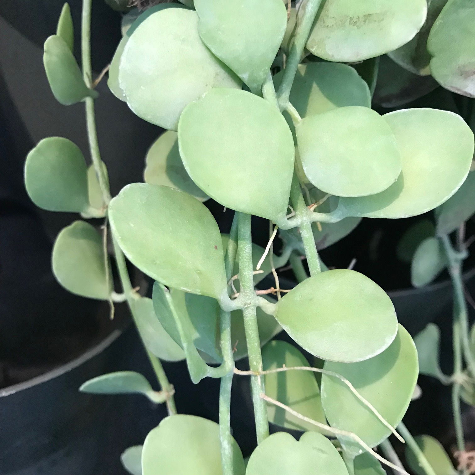 Dischidia - String of Nickels