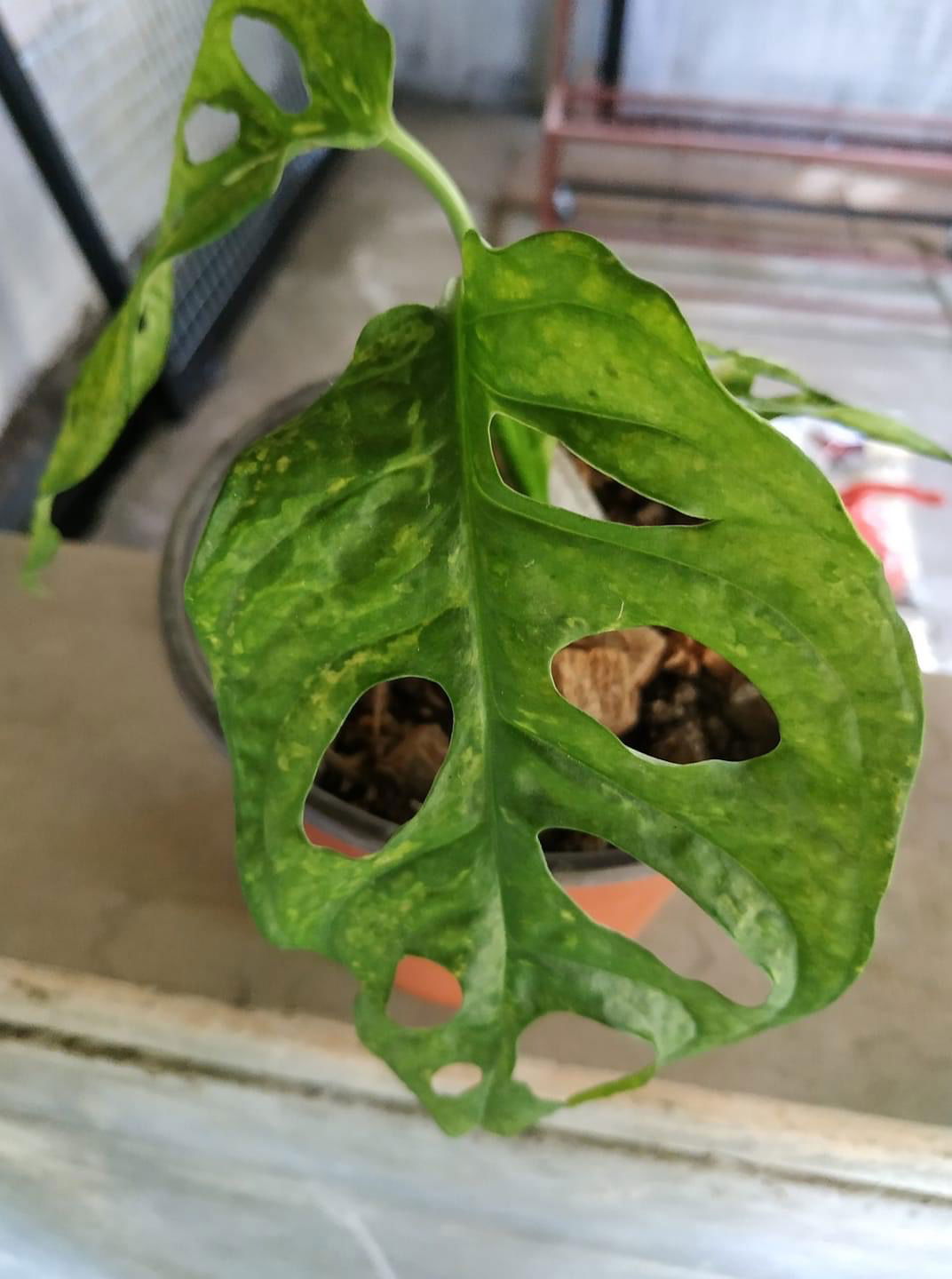 A List of Houseplant Diseases & Viruses