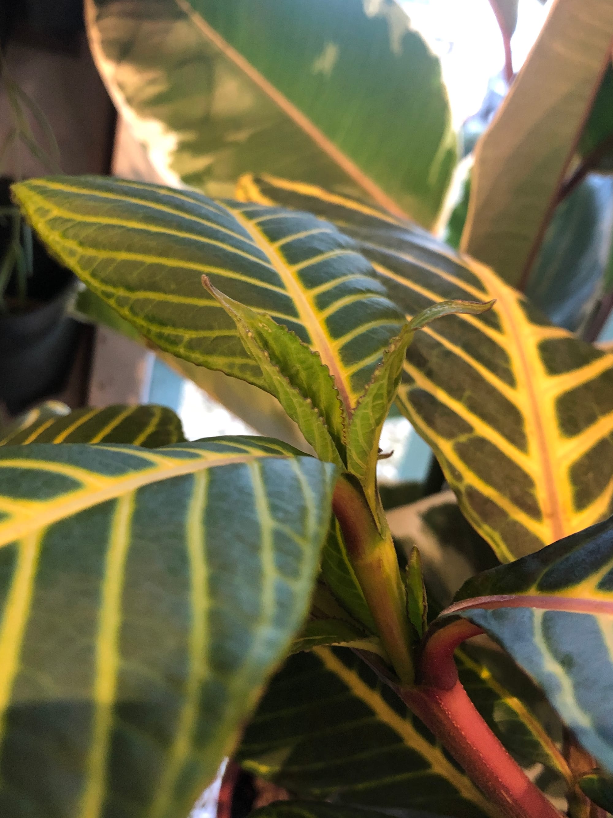 The ULTIMATE Care-Guide for Sanchezia Speciosa!