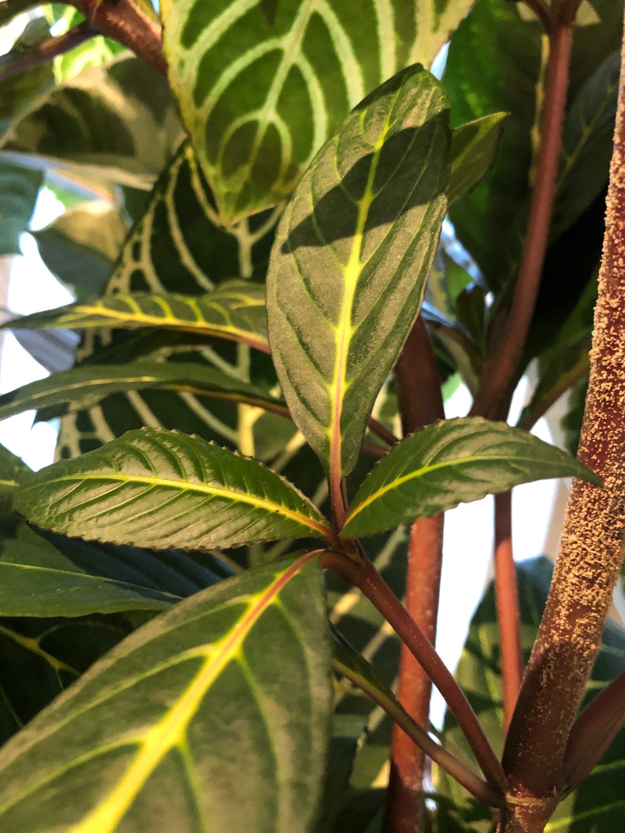 The ULTIMATE Care-Guide for Sanchezia Speciosa!