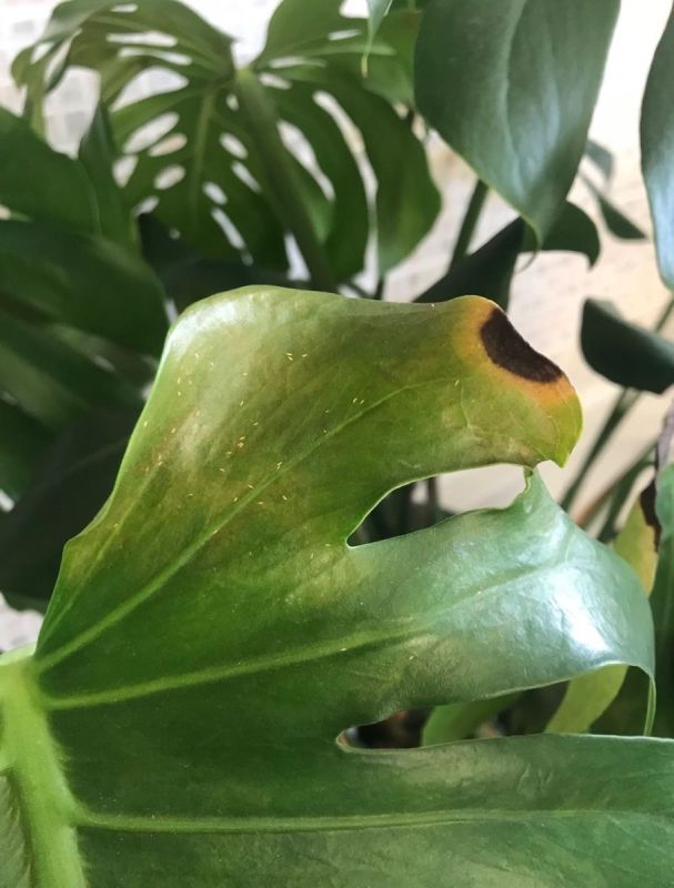Step-by-Step Guide on Killing Houseplant Thrips for GOOD!