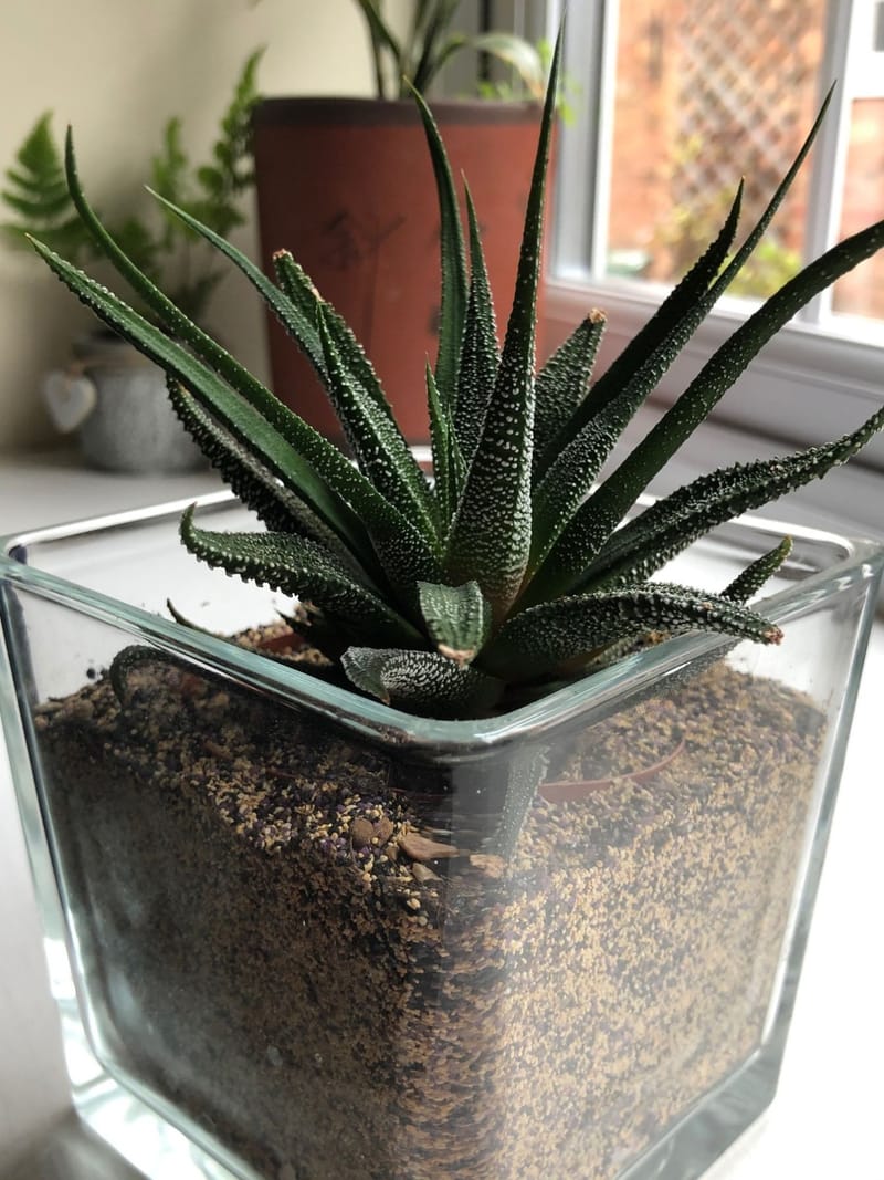 Our COMPLETE Guide for Growing Haworthia Succulents!