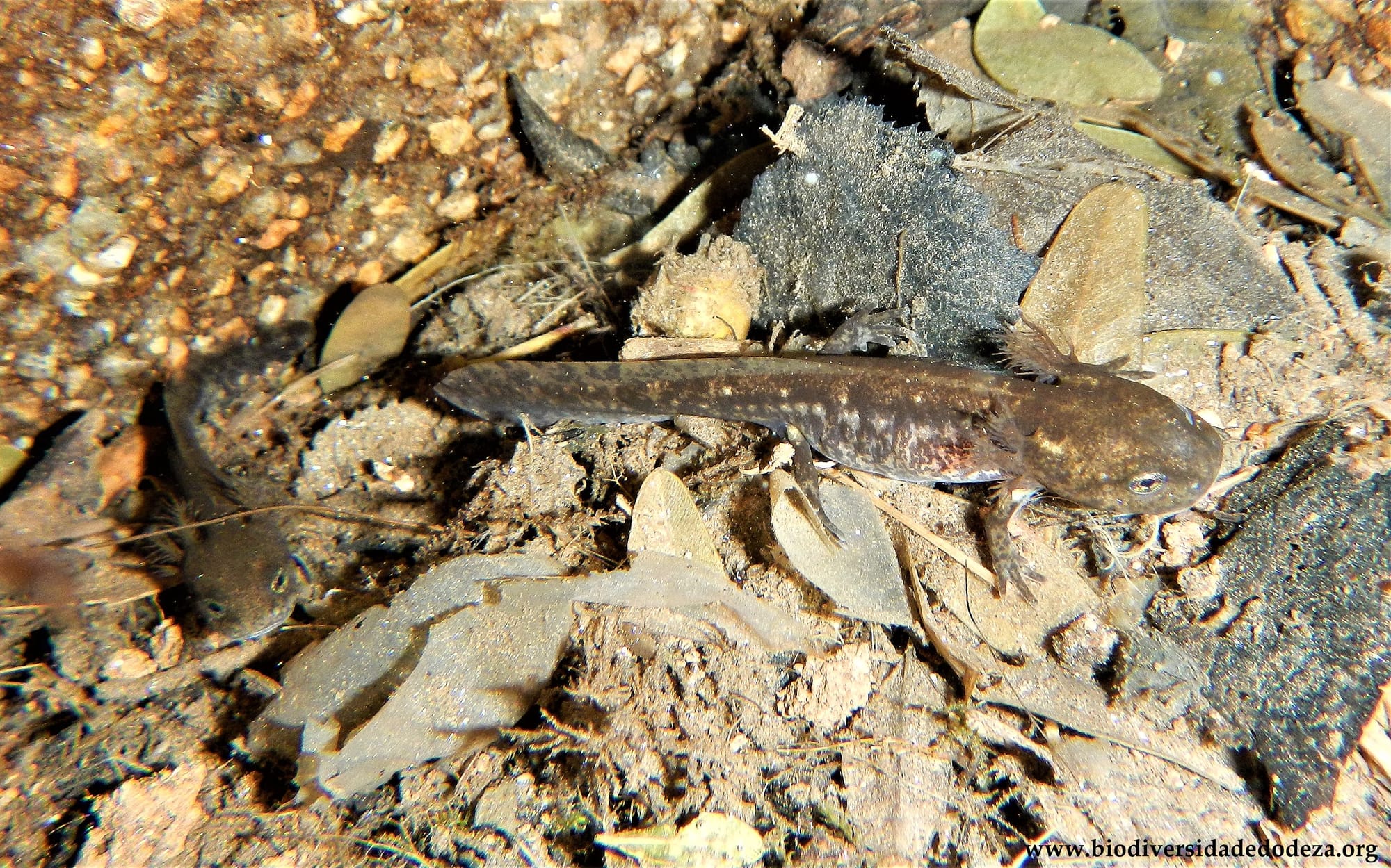 Salamandra salamandra - Biodiversidade do Deza