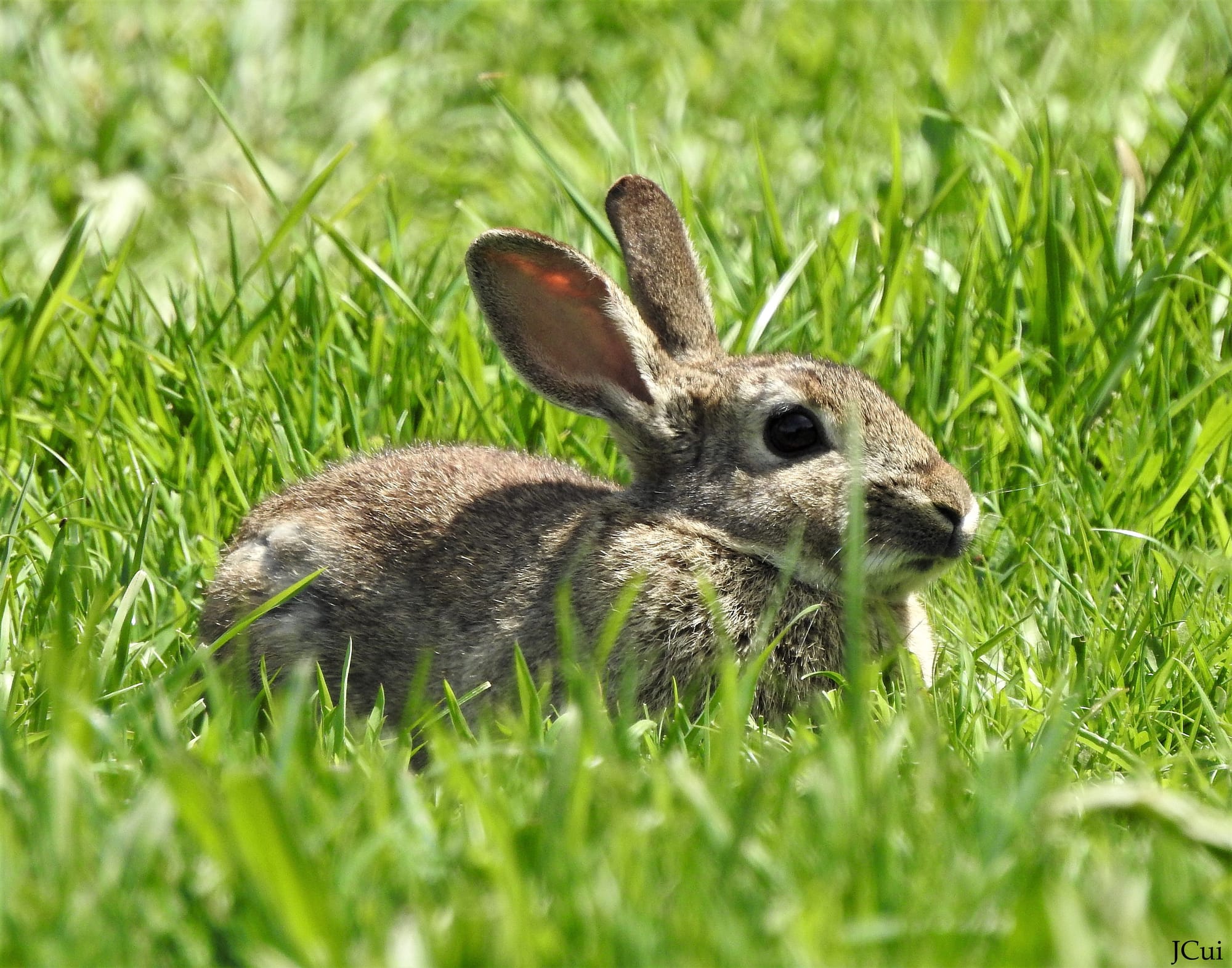 Oryctolagus cuniculus - Biodiversidade do Deza