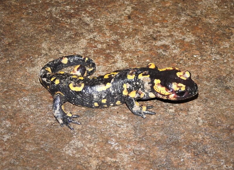 Salamandra salamandra - Biodiversidade do Deza
