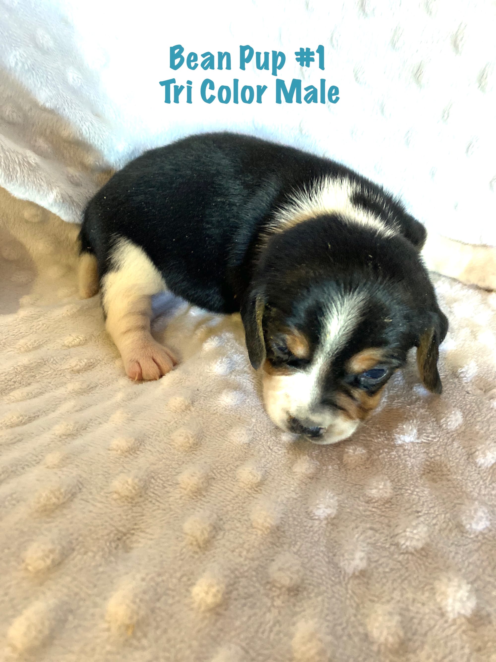 RVR/RDInc. - RAFTER V RANCH