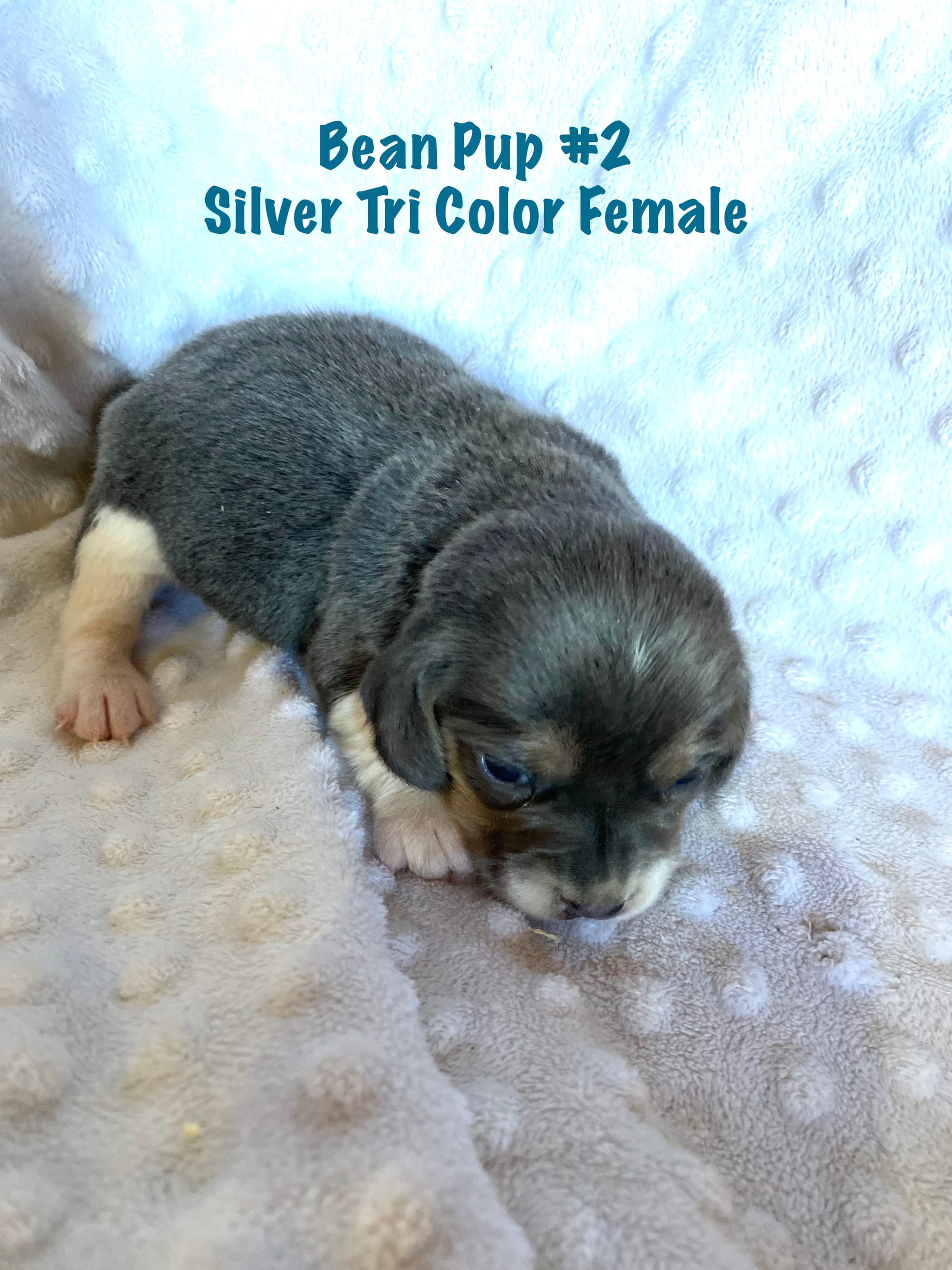 RVR/RDInc. - RAFTER V RANCH