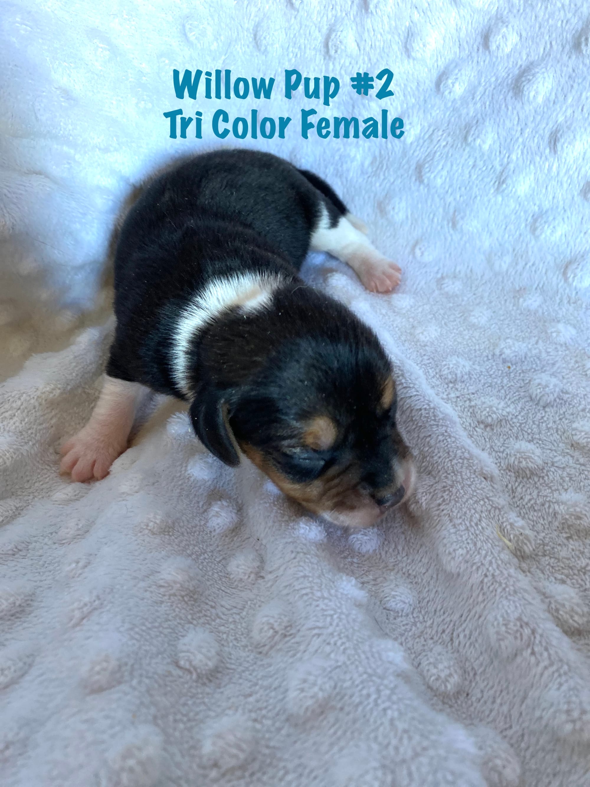 RVR/RDInc. - RAFTER V RANCH