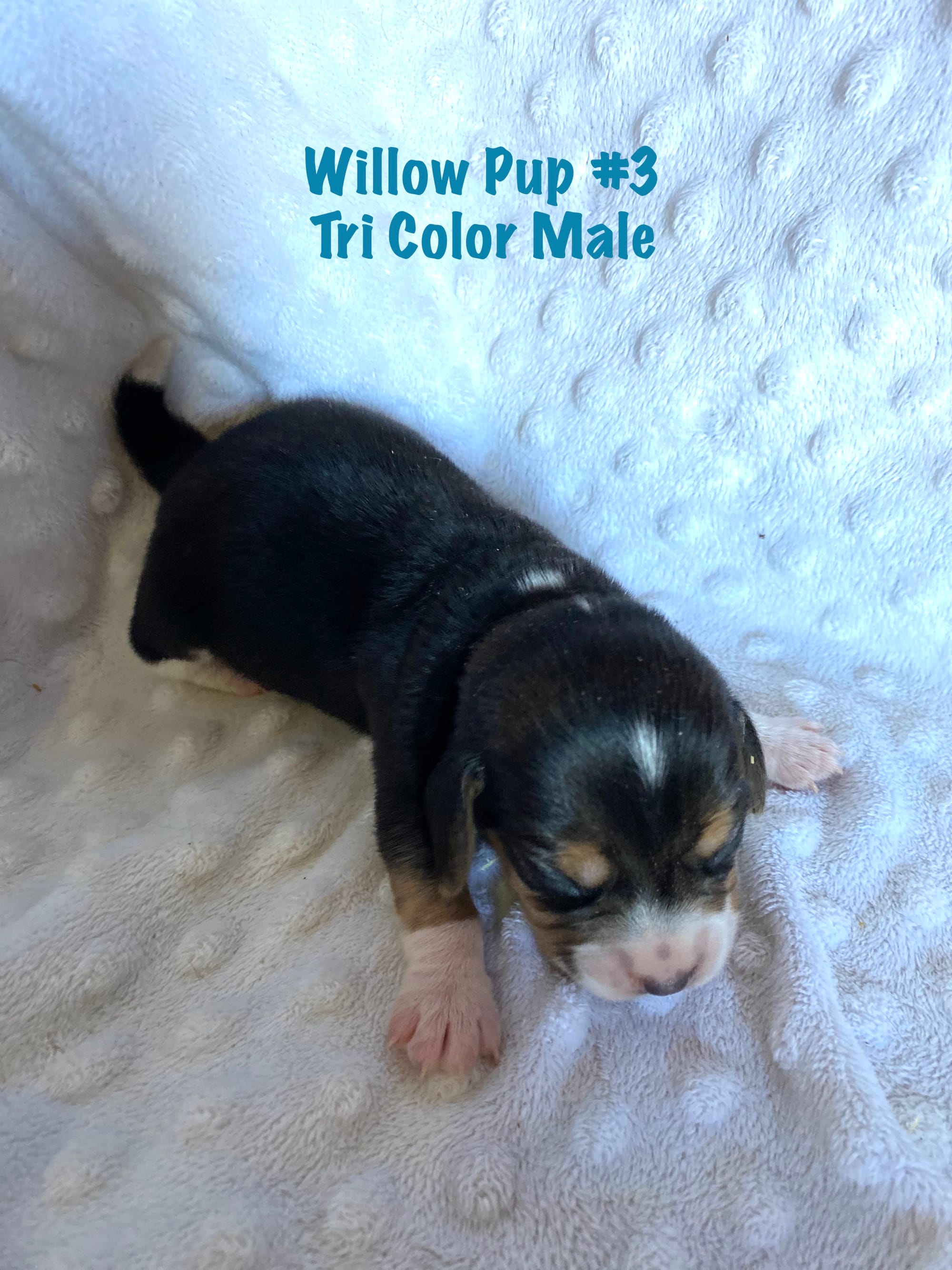 RVR/RDInc. - RAFTER V RANCH