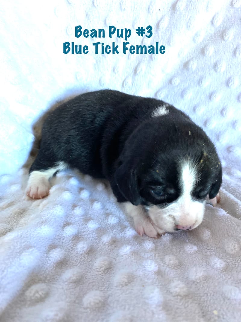 RVR/RDInc. - RAFTER V RANCH