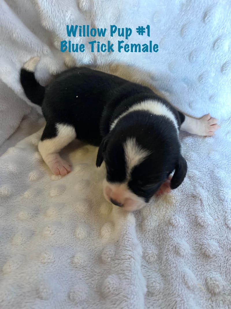 RVR/RDInc. - RAFTER V RANCH