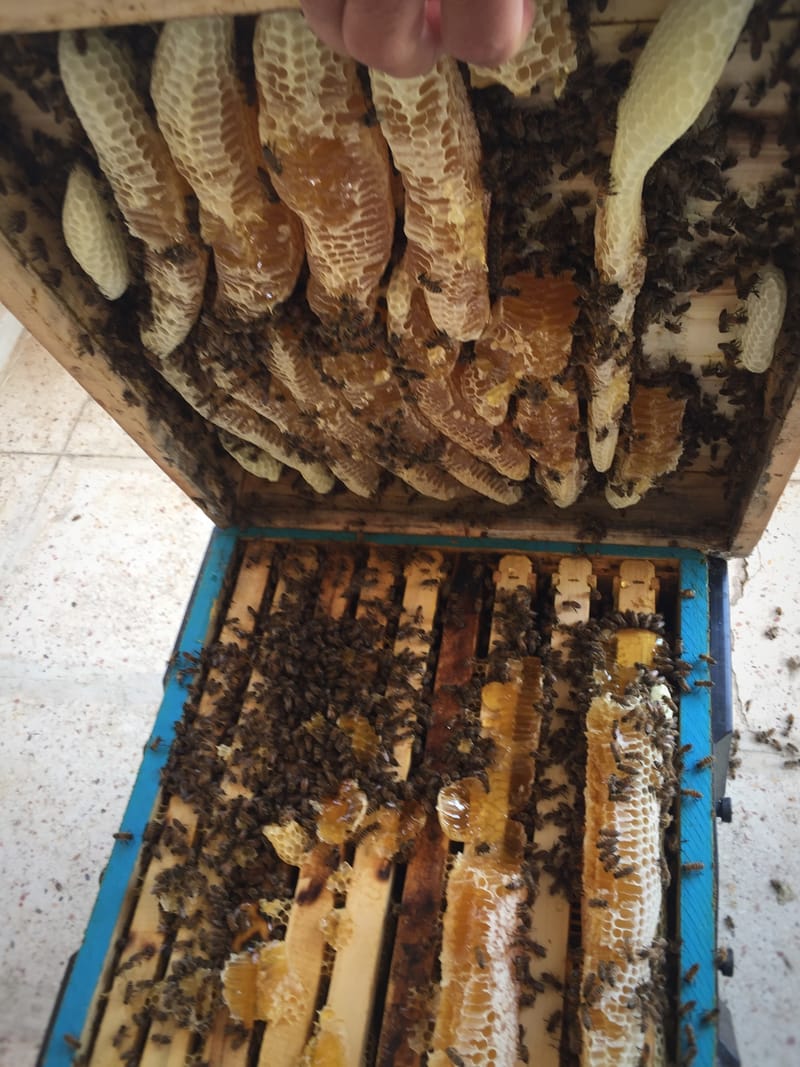 Honey Bee Breeding Stock - Bee&Mee Honey Bee Breeding Stock - Bee&Mee