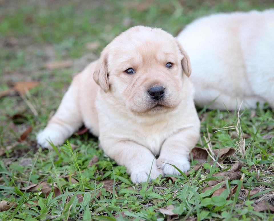 Pennylane|Labradors|English|puppies|Florida|Breeder|Labs|Yellow|Black ...