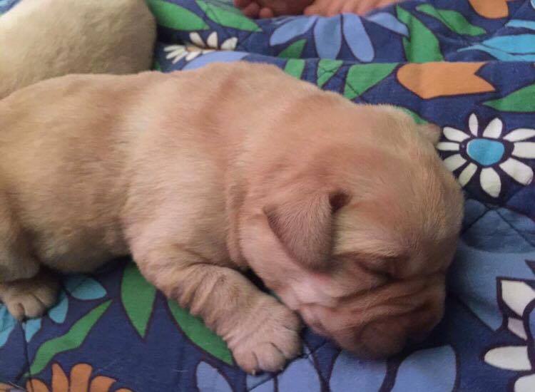 Pennylane|Labradors|English|puppies|Florida|Breeder|Labs|Yellow|Black ...