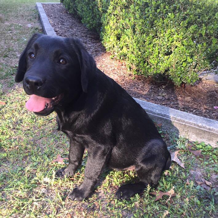 Pennylane|Labradors|English|puppies|Florida|Breeder|Labs|Yellow|Black ...