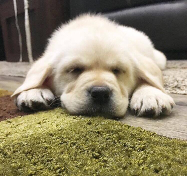 Pennylane|Labradors|English|puppies|Florida|Breeder|Labs|Yellow|Black ...