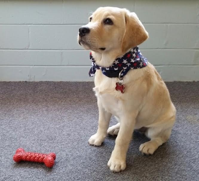 Pennylane|Labradors|English|puppies|Florida|Breeder|Labs|Yellow|Black ...
