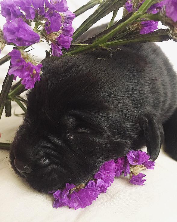 Pennylane|Labradors|English|puppies|Florida|Breeder|Labs|Yellow|Black ...