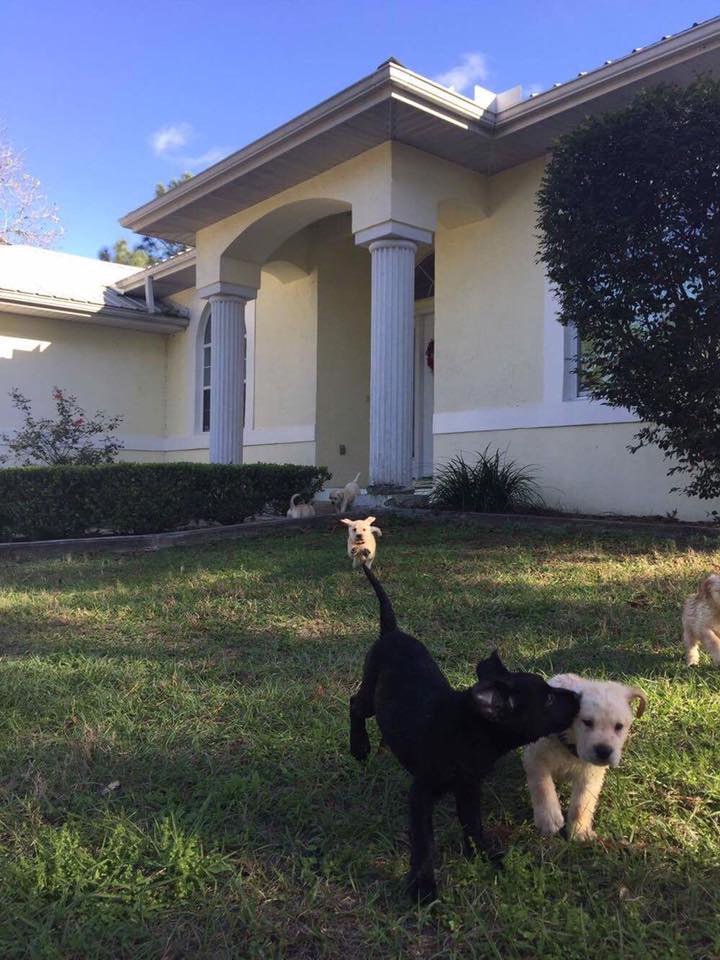 Pennylane|Labradors|English|puppies|Florida|Breeder|Labs|Yellow|Black ...