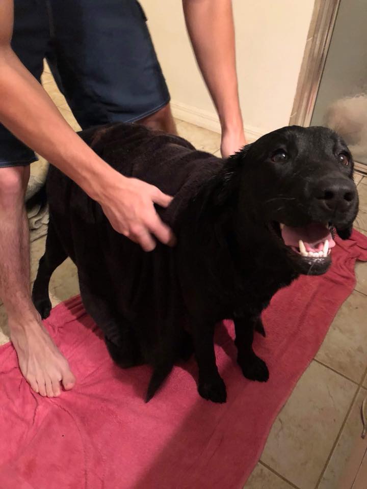 Pennylane|Labradors|English|puppies|Florida|Breeder|Labs|Yellow|Black ...