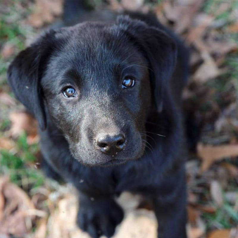 Pennylane|Labradors|English|puppies|Florida|Breeder|Labs|Yellow|Black ...