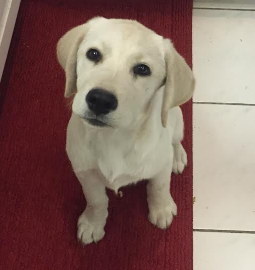 Pennylane|Labradors|English|puppies|Florida|Breeder|Labs|Yellow|Black ...
