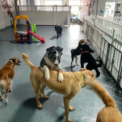 Indoor Dog Run - www.petsupernanny.com