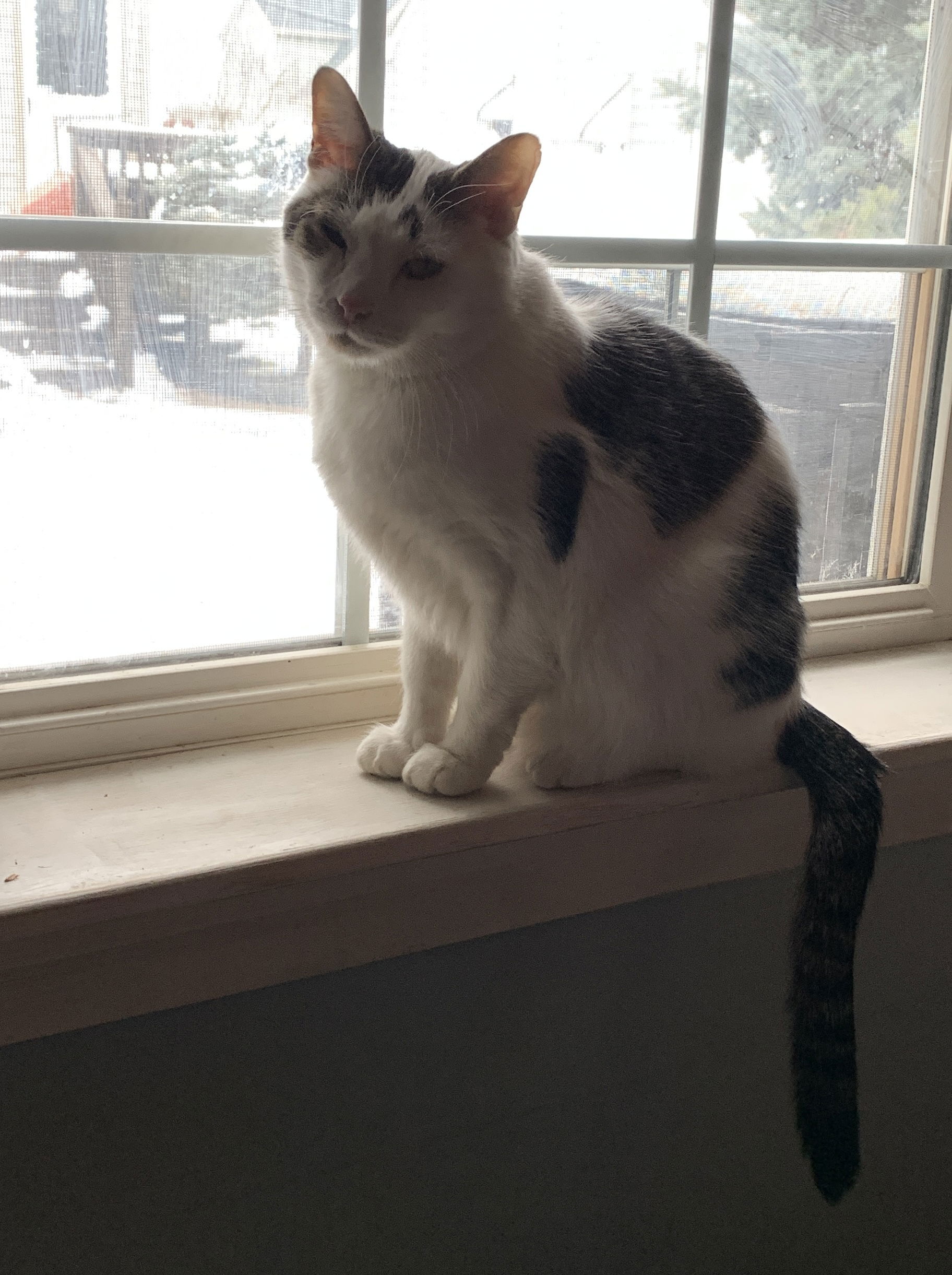 CATS-R-US.org - CHANGE A LIFE