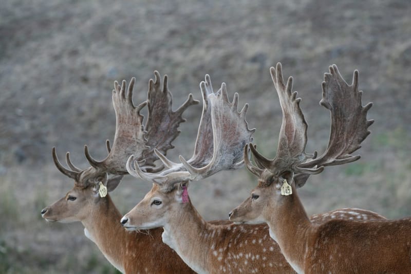 Highland Valley Fallow Deer - genetically superior