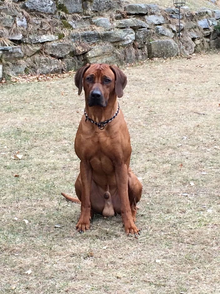 Rhodesian Ridgeback - H l u h l u w e