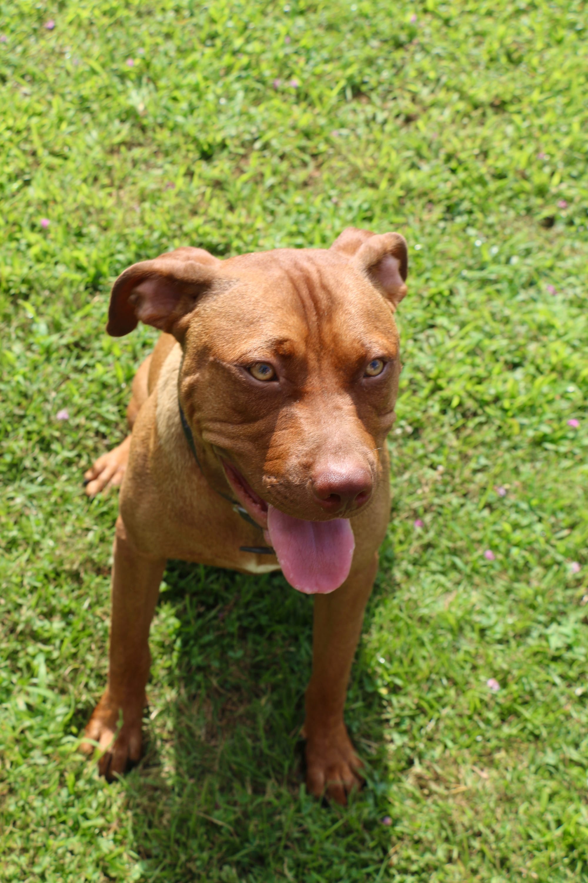 oldfamilyirishrednose.com - OLD FAMILY IRISH RED NOSE