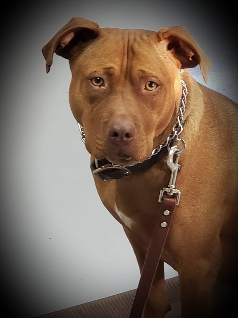 oldfamilyirishrednose.com - OLD FAMILY IRISH RED NOSE